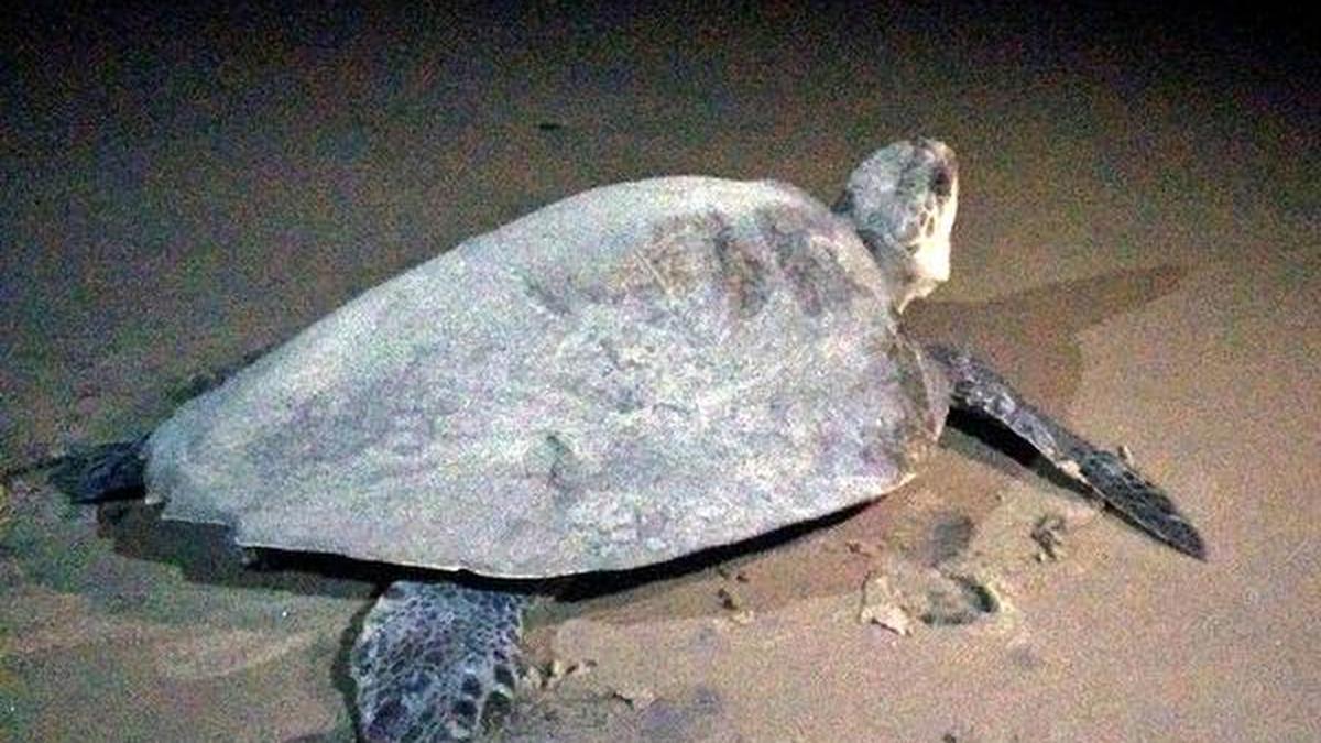 Olive Ridleys head to Sacramento Island - The Hindu