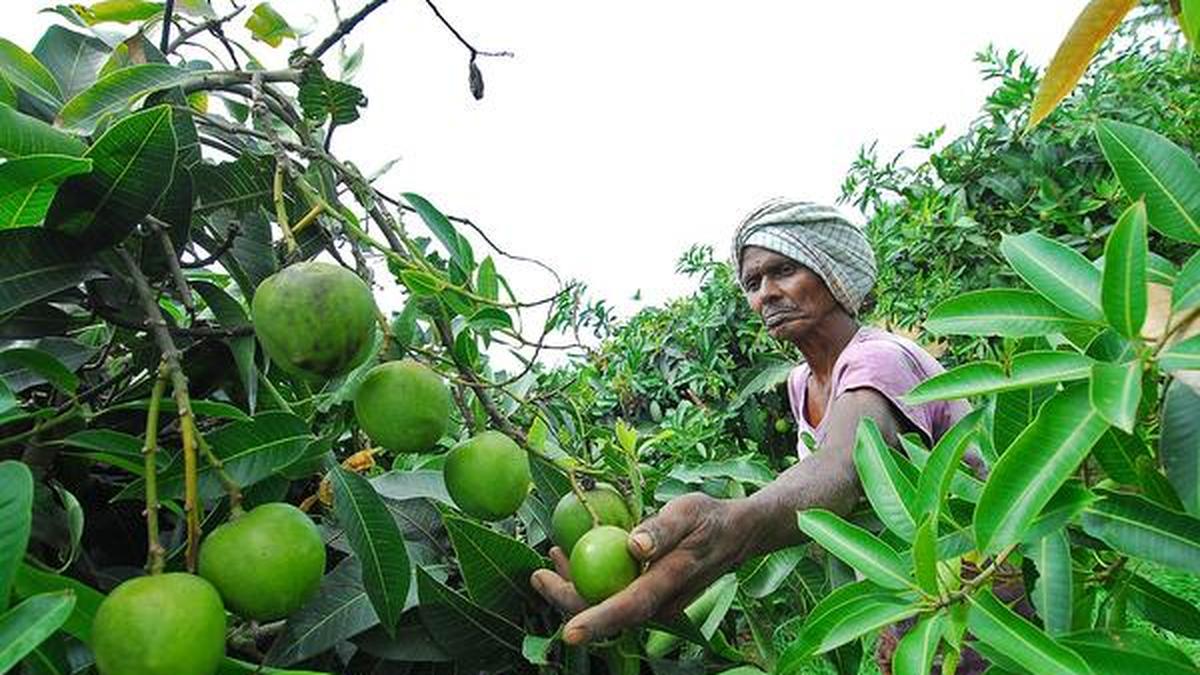 New method for Punasa variety cultivation promises big returns - The Hindu