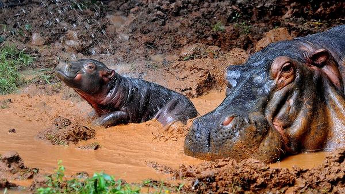 Hippo calf born at zoo - The Hindu