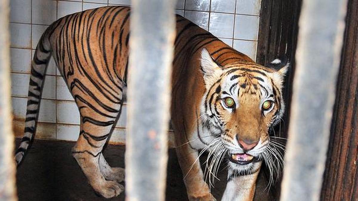 Indira Gandhi Zoological Park to have new animals soon - The Hindu