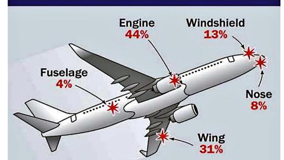 Scientific approach needed to check bird hits at airports: expert - The ...