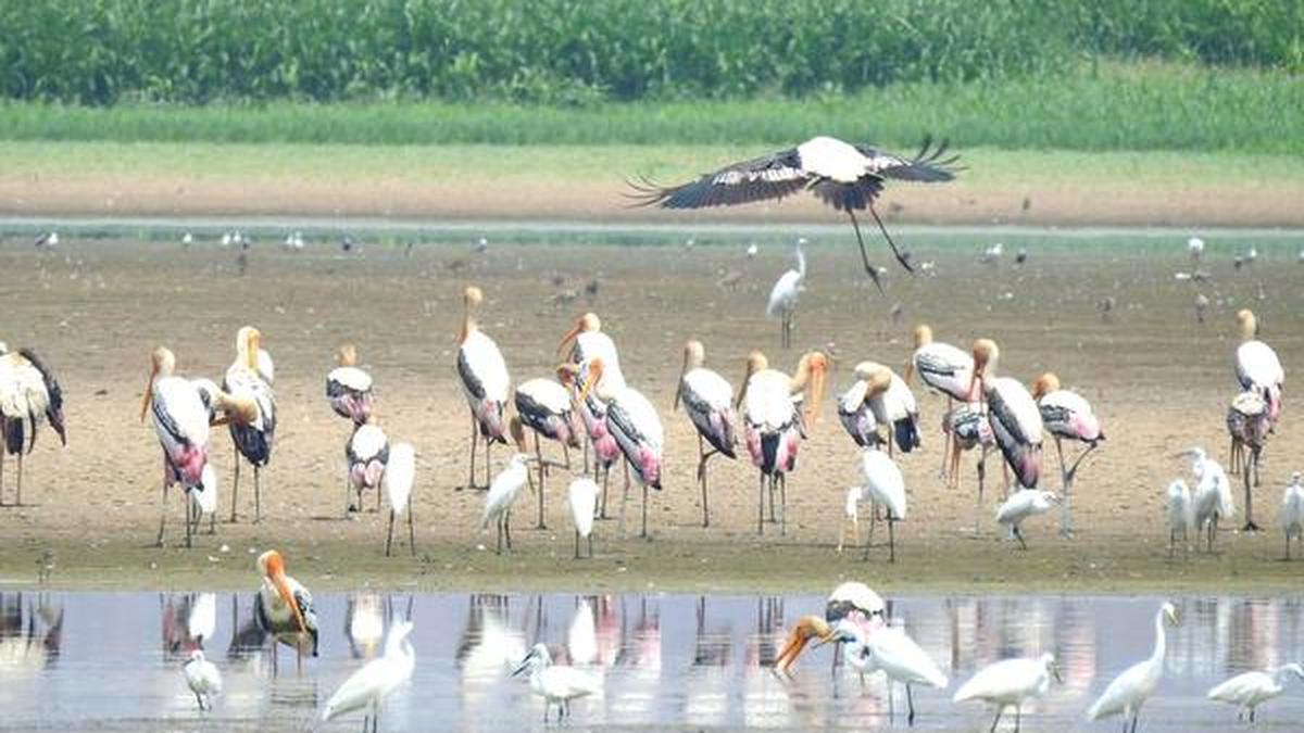 Birds flock Pannavadi - The Hindu