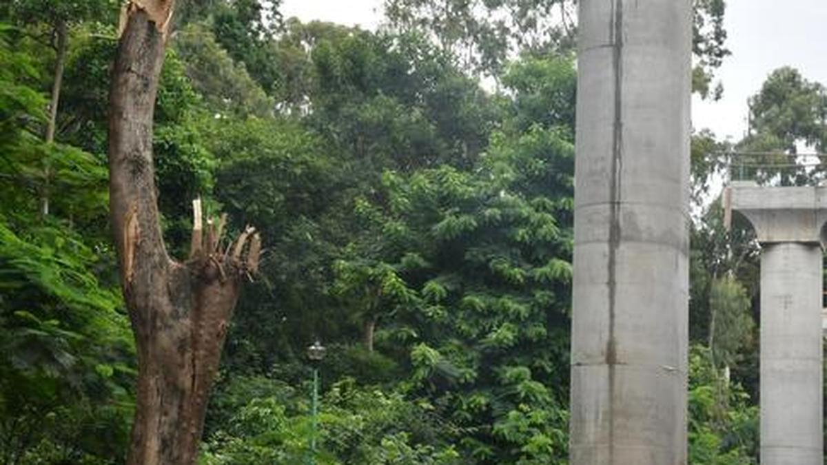 Metro project: Committee tries to save three trees - The Hindu