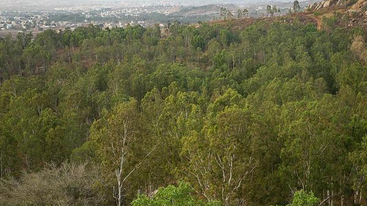Entry into Turahalli Reserve Forest to be monitored - The Hindu