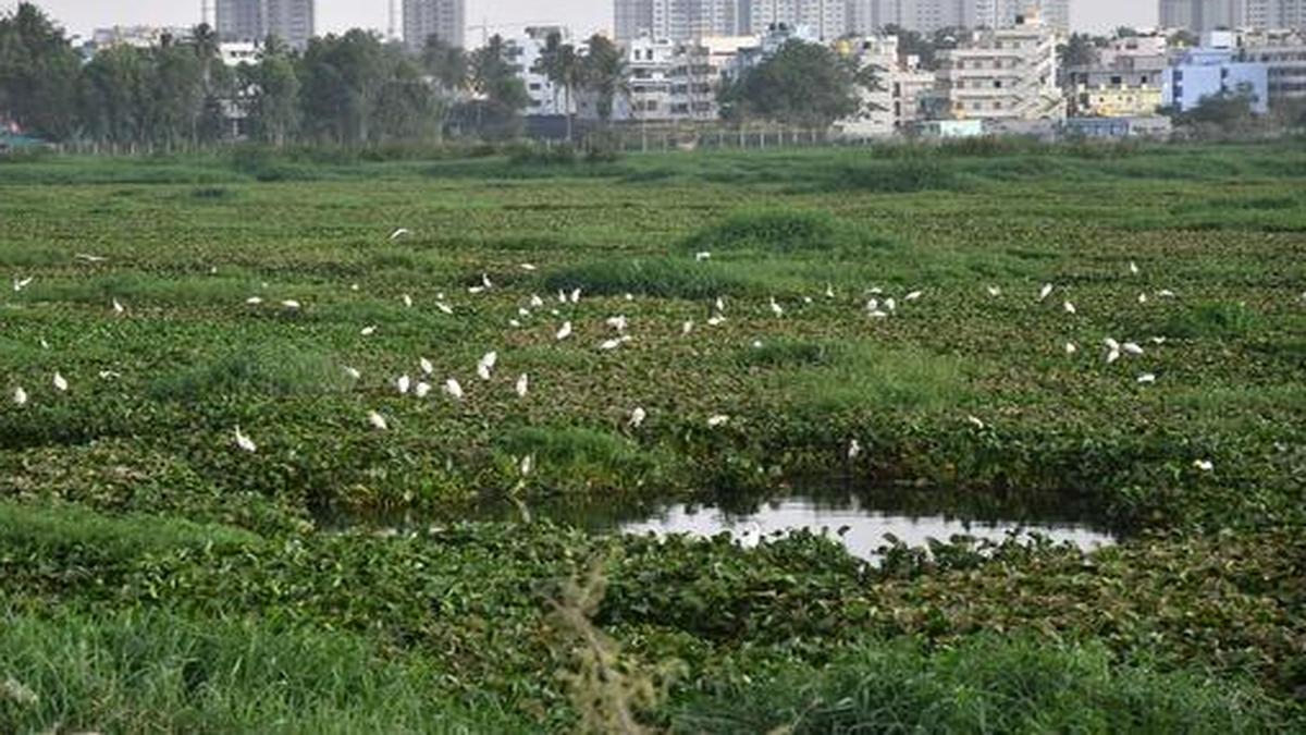 Varthur lake to be rejuvenated at an estimated cost of ₹119 crore - The ...