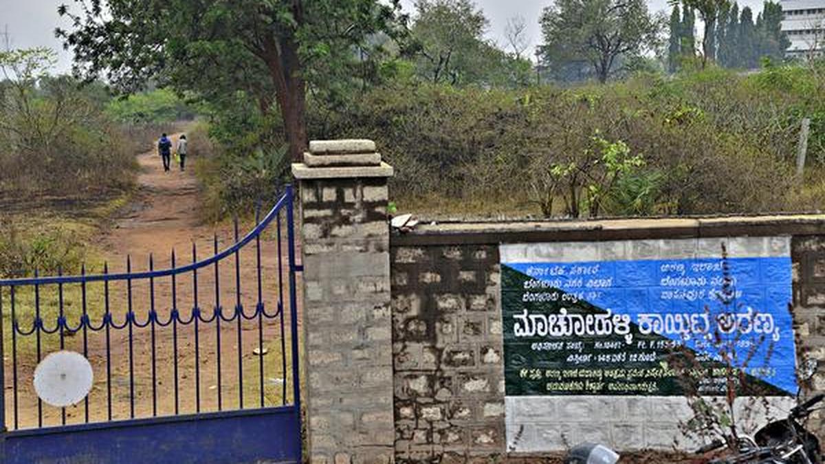 Efforts to green Machohalli Reserve Forest have been scuttled - The Hindu