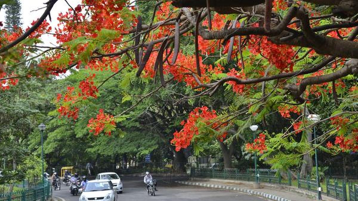 ‘Bengaluru’s roads should be lined with hardwood and sturdier trees ...
