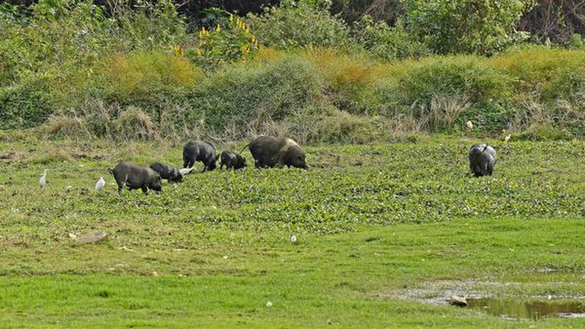 Stray pig menace continues unabated in outer zones - The Hindu