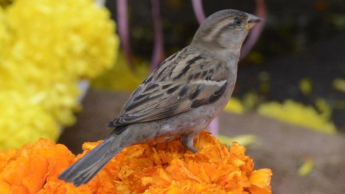 World Sparrow Day: Where have all the house sparrows gone? - The Hindu