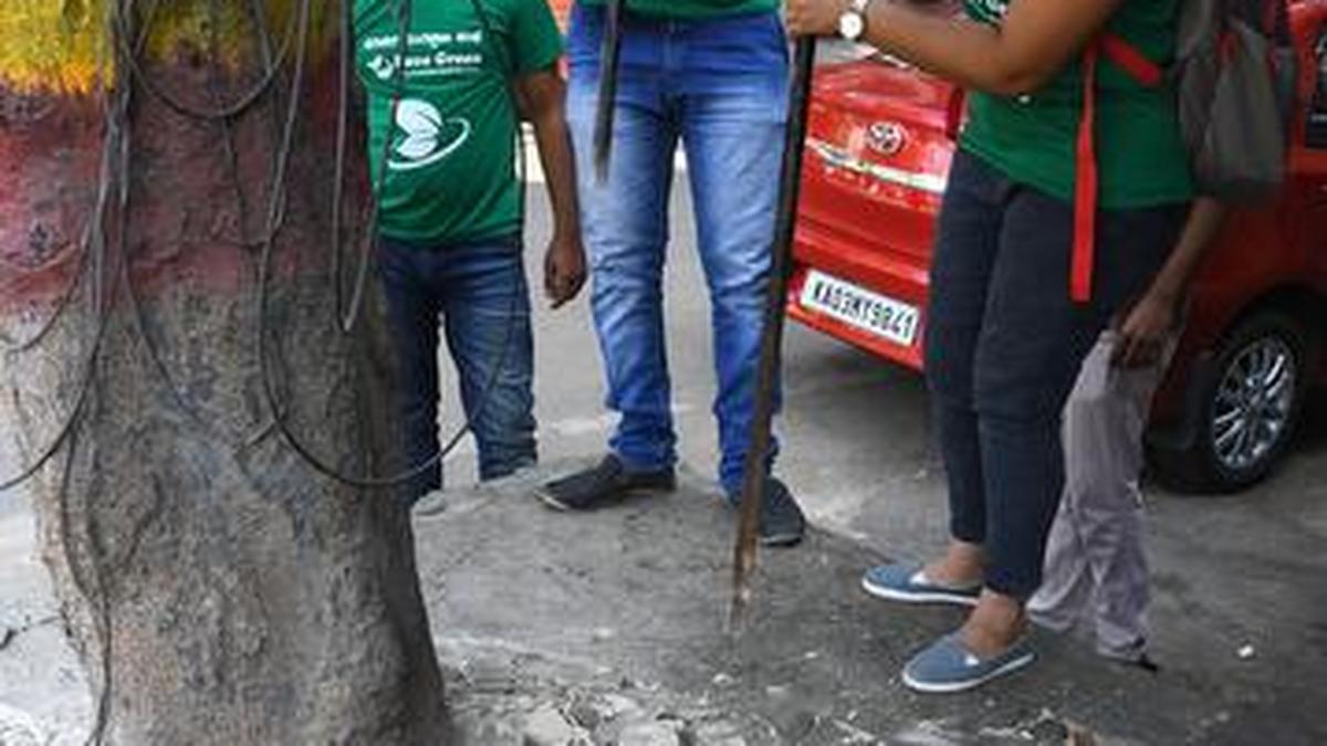 Environmentalists release trees from concrete choke-hold - The Hindu