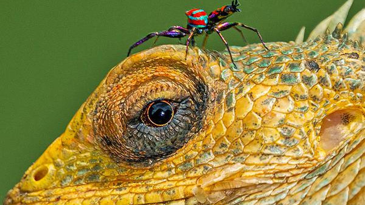 Rare Chrysilla volupe spiders discovered at Puttenahalli lake - The Hindu