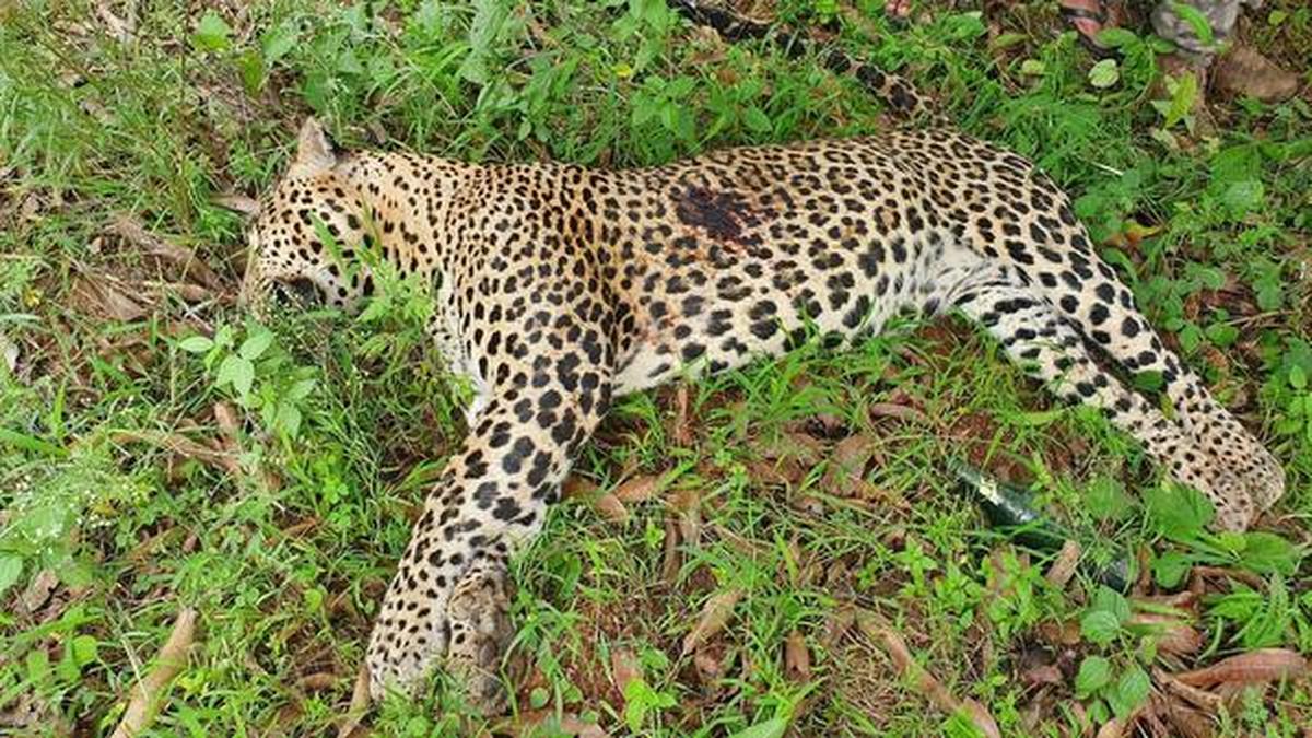 Leopard with bullet injury found dead - The Hindu