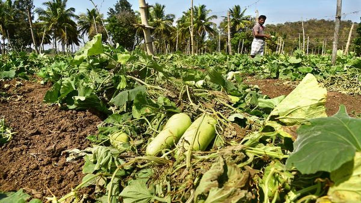 Farming along polluted waters of the Vrishabhavathi - The Hindu