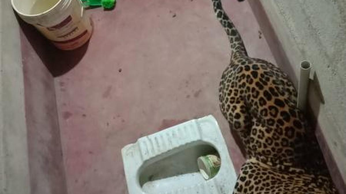 Conflict with leopards on the rise in Karnataka - The Hindu