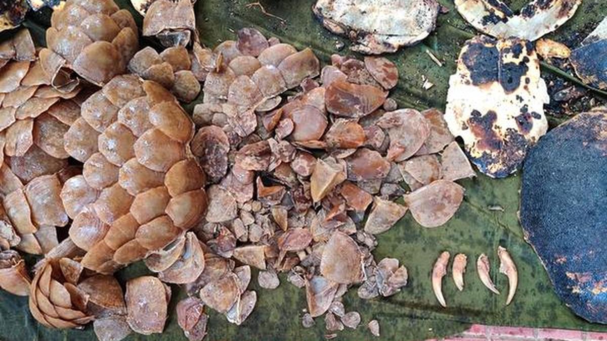 Illegal pangolin trade on the rise - The Hindu