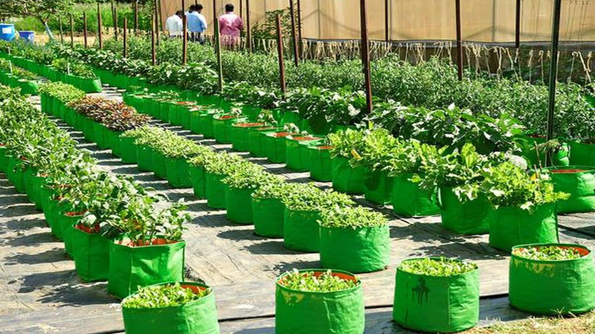 Country’s biggest horticultural fair begins today - The Hindu