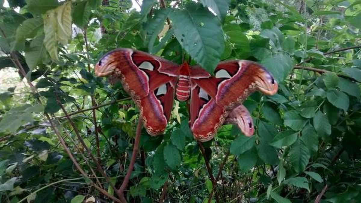 Winged creatures in the limelight during National Moth Week - The Hindu