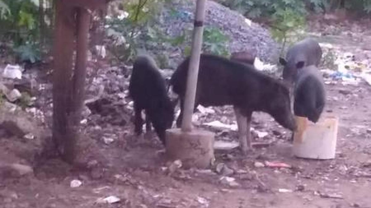 ‘Put an end to pig menace’ - The Hindu