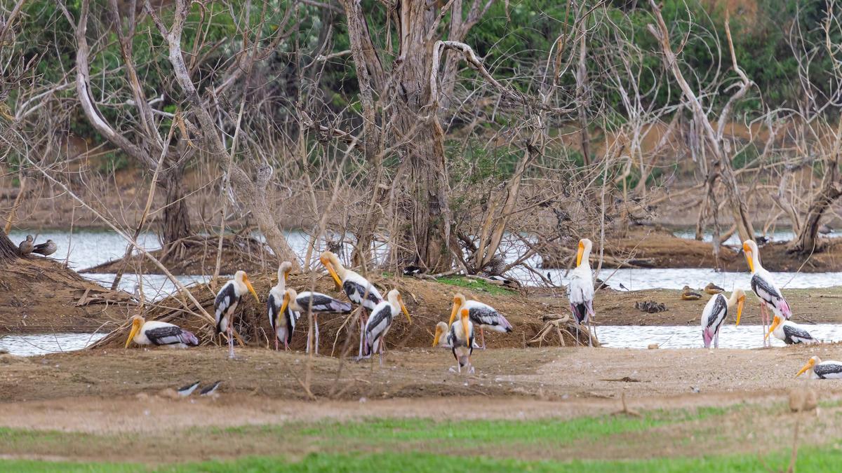 Elathur lake in Erode notified as Tamil Nadu’s third Biodiversity ...