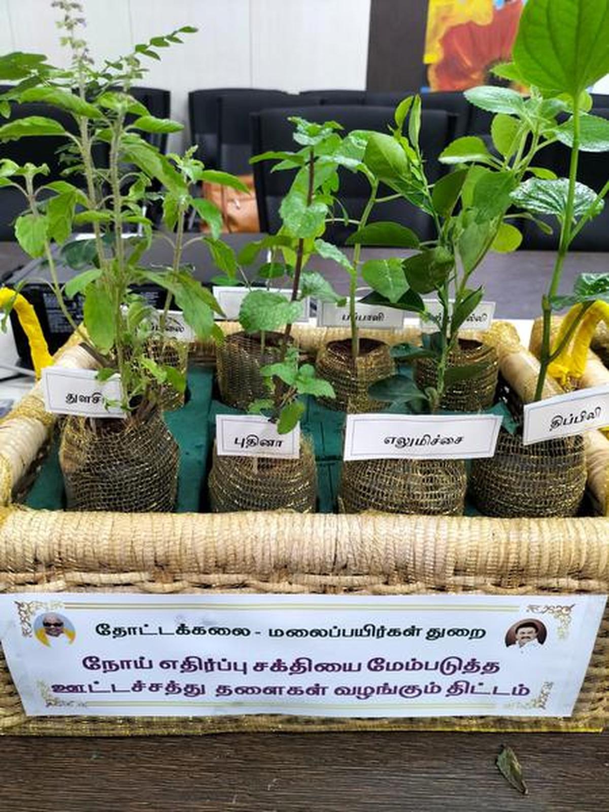 Government Terrace Garden Kit In Chennai Address | Fasci Garden