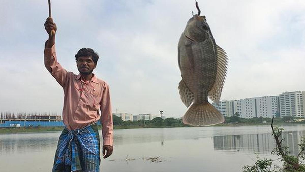 An aggressive invader eclipses native fish - The Hindu