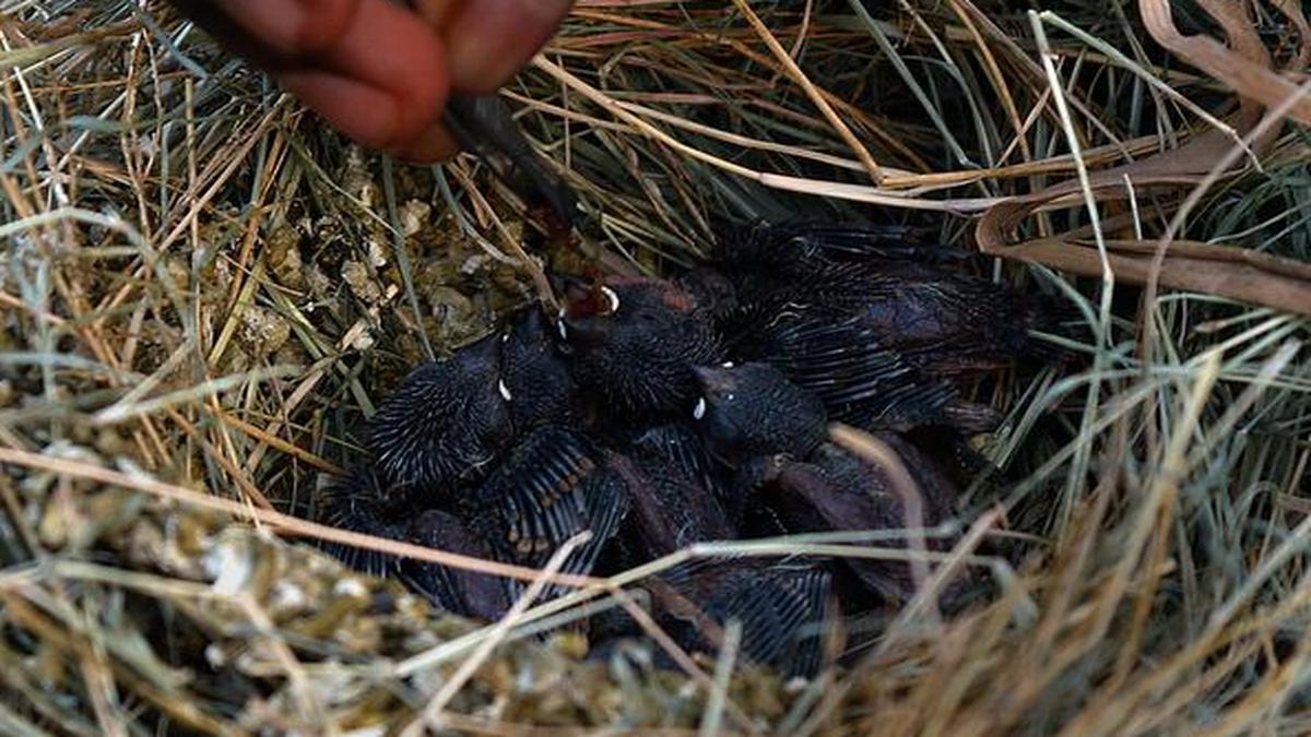 Hatchlings of a rare species rescued - The Hindu