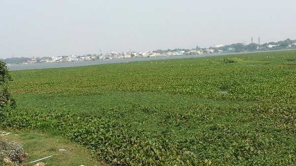 Has Ambattur lake become a garden of water hyacinths? - The Hindu