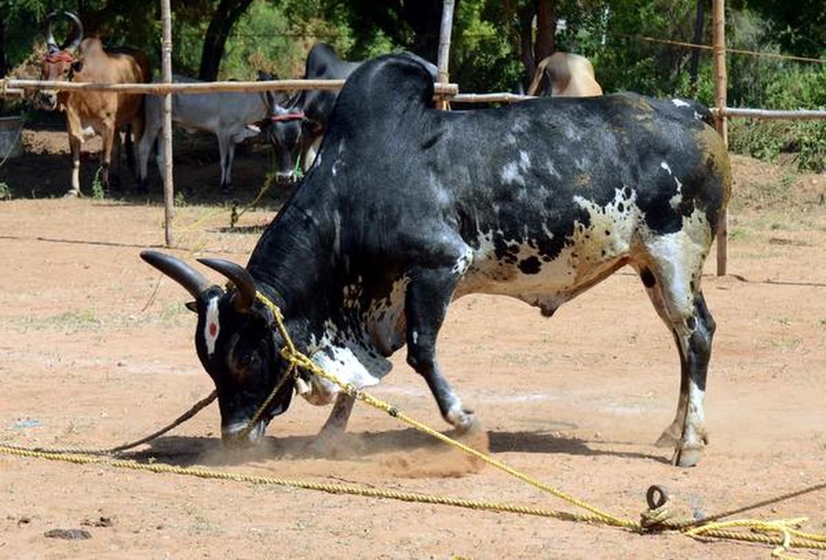 Kangayam Kalai Clipart School