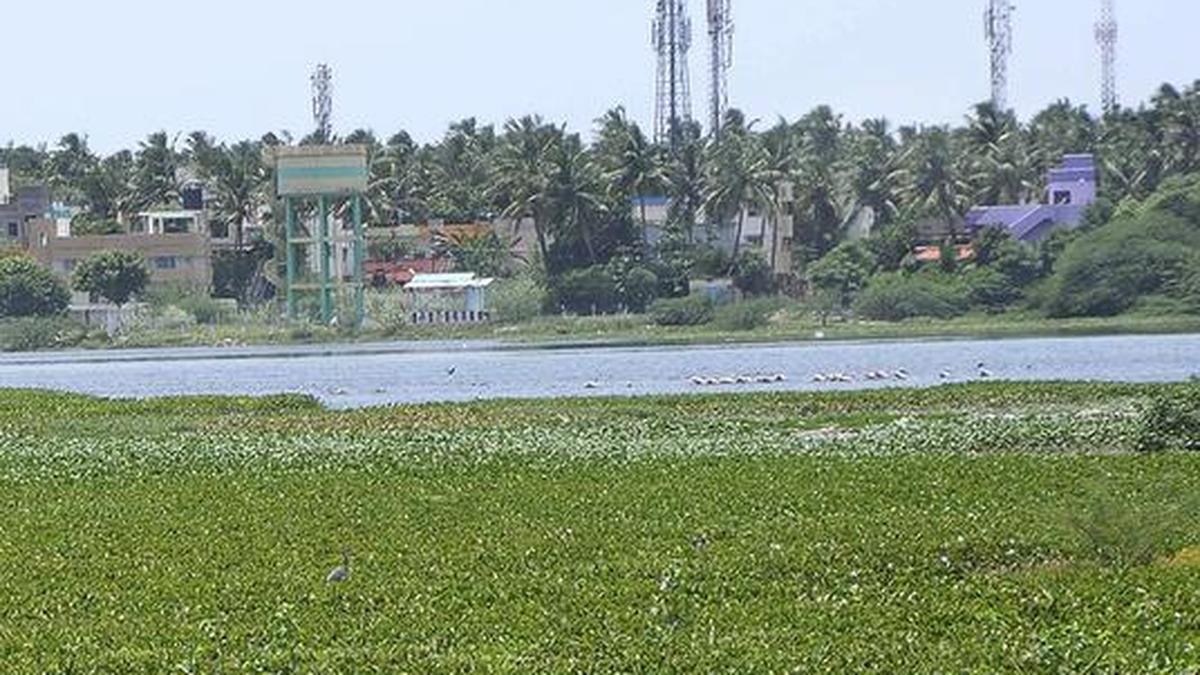 Signature campaign for restoration of Sembakkam lake - The Hindu