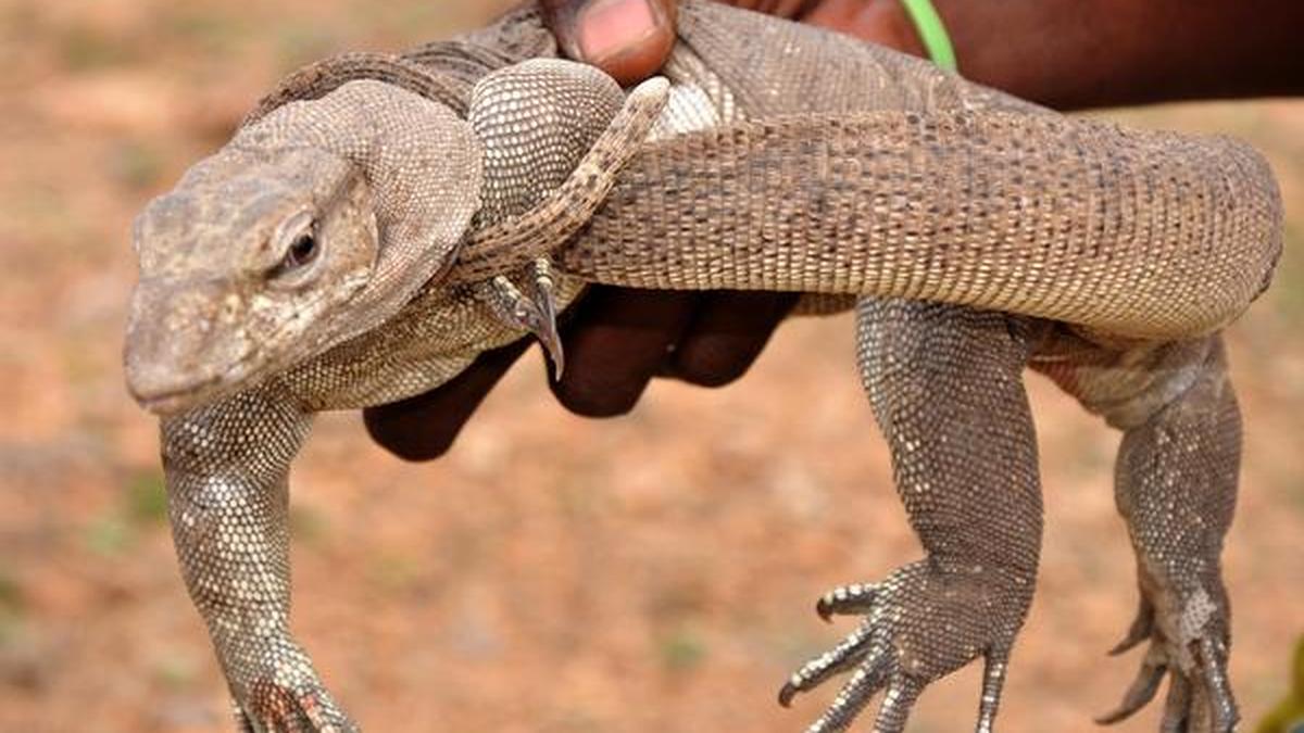 Reward offered for tip-off on wildlife offender - The Hindu