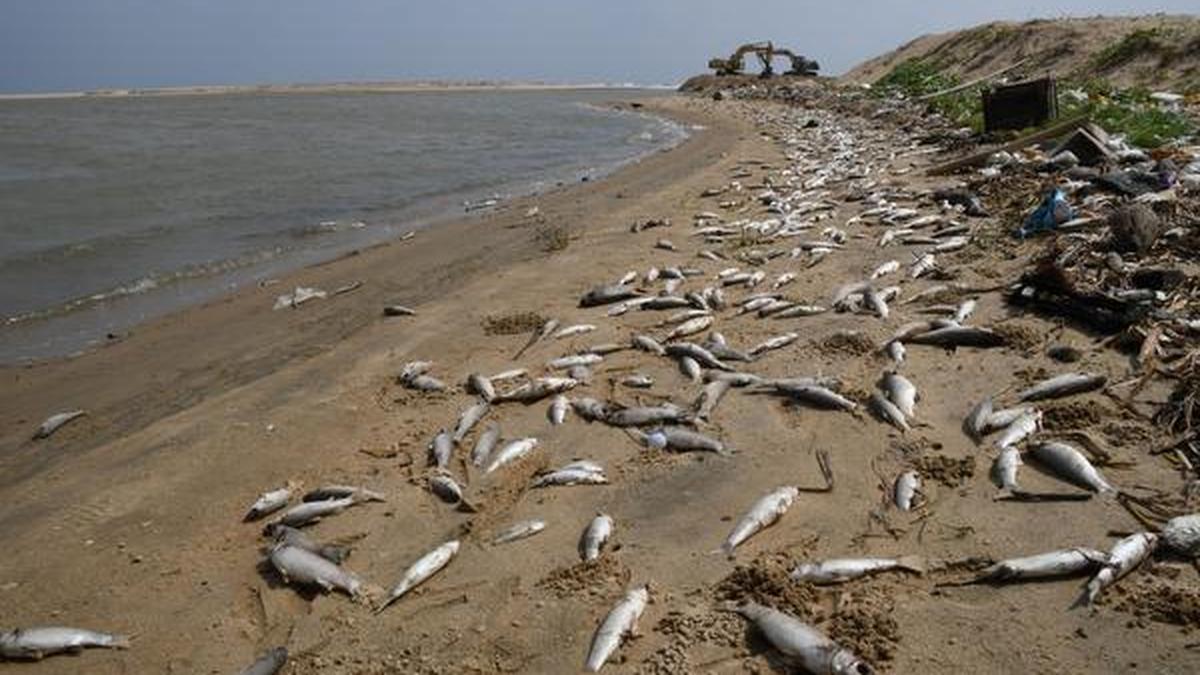 Dead fish wash ashore for second day - The Hindu
