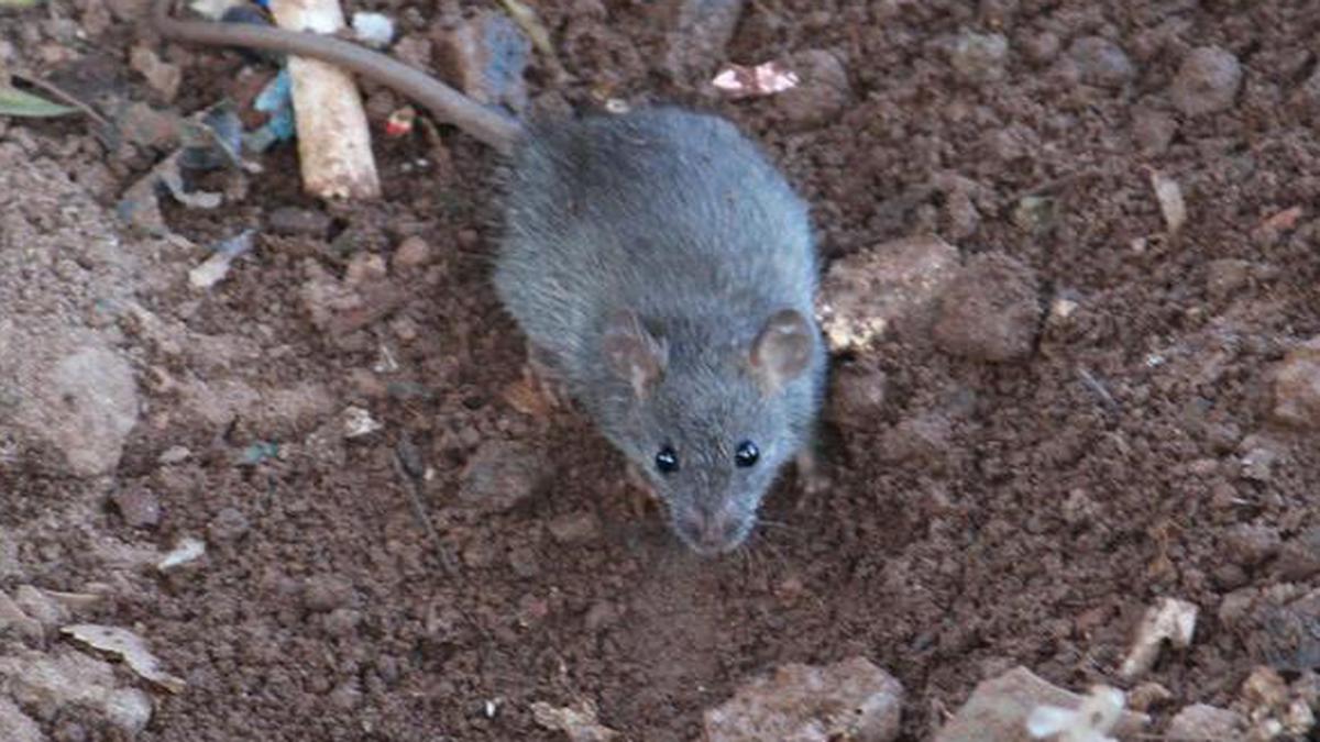 Where rats have a field day - The Hindu