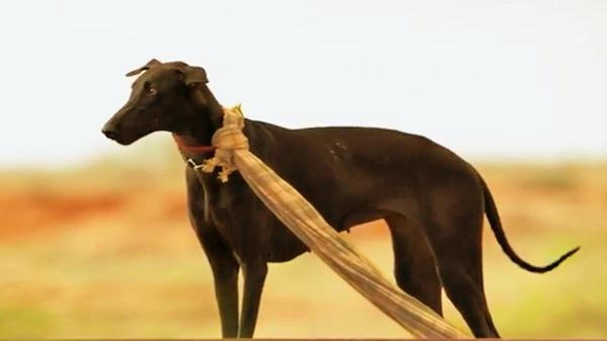 A mix that makes canine star Karuppi special - The Hindu