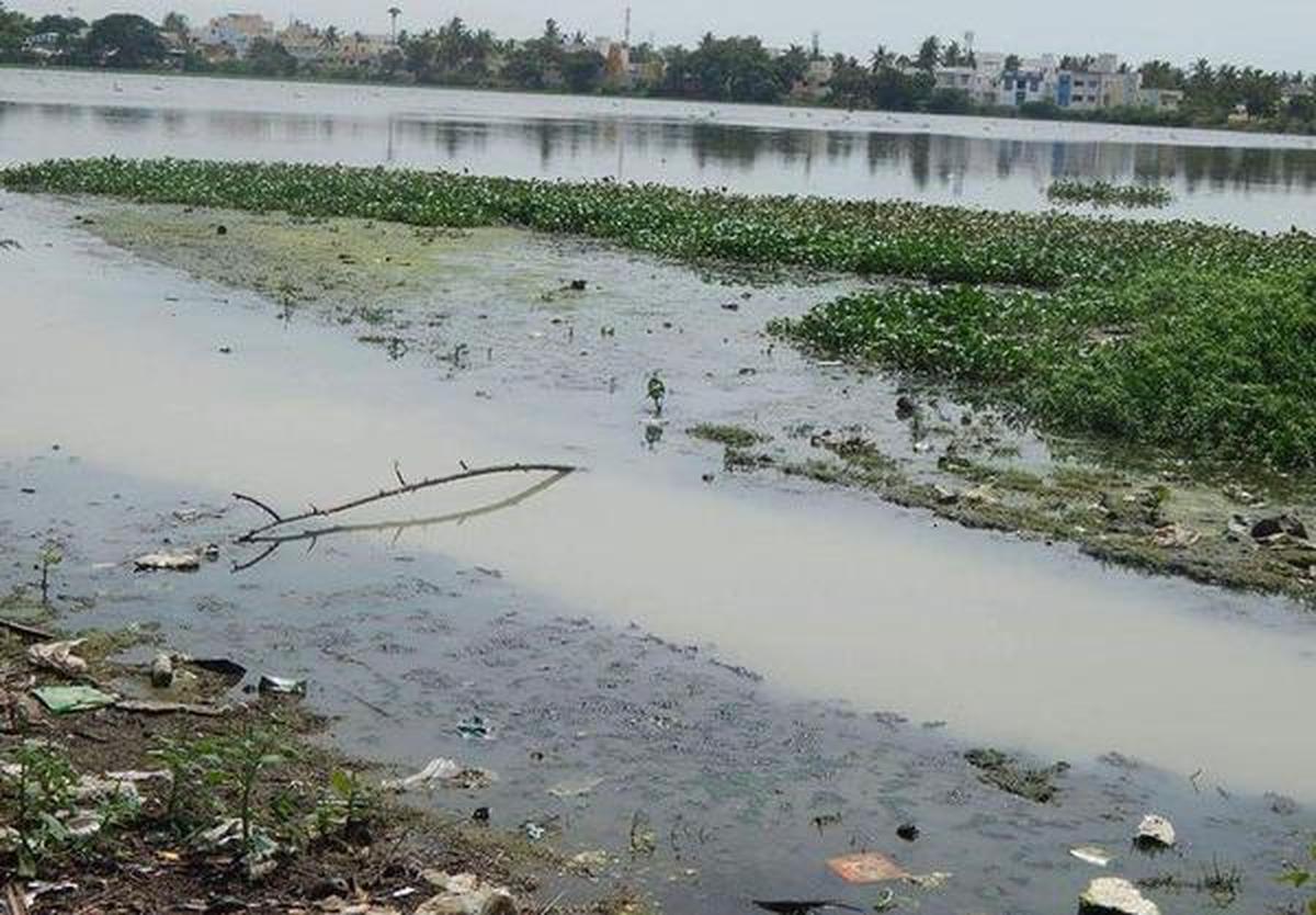 Chitlapakkam Rising asked to spearhead efforts to restore lake - The Hindu