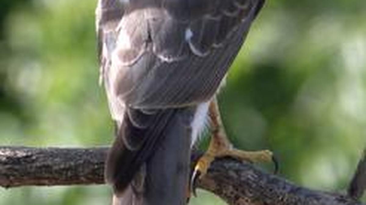 The elusive raptors and why we have to talk about them - The Hindu