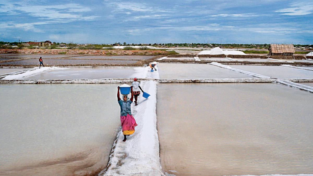 With the Centre deciding against renewing leases of salt pan lands, the ...