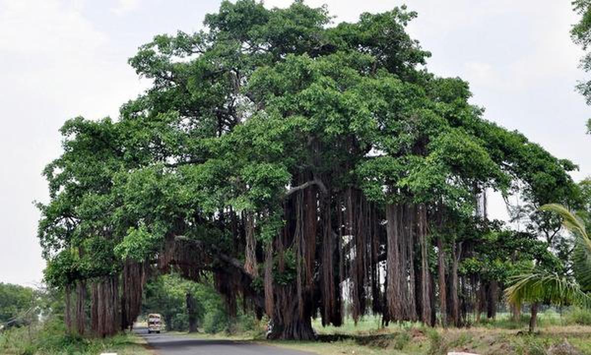 The tree ambulance comes to Chennai - The Hindu