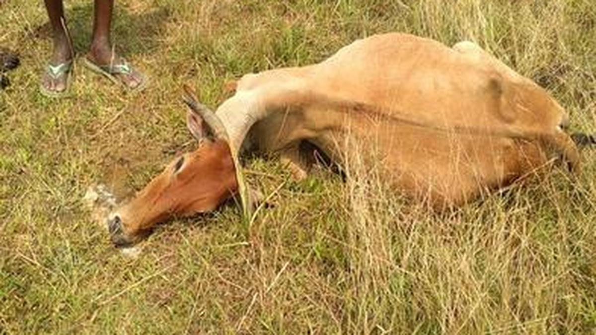 Seven cows poisoned todeath near Padappai - The Hindu
