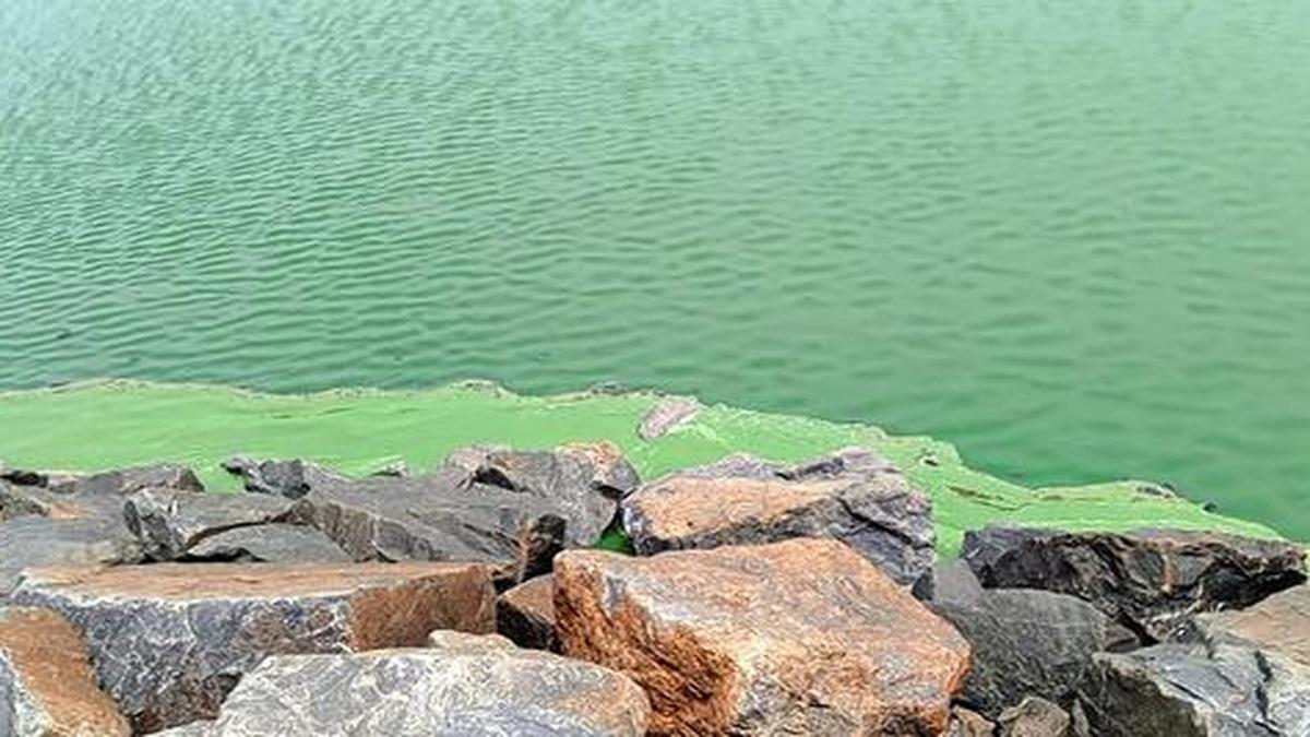 A deadly bloom in Muttukadu Estuary - The Hindu
