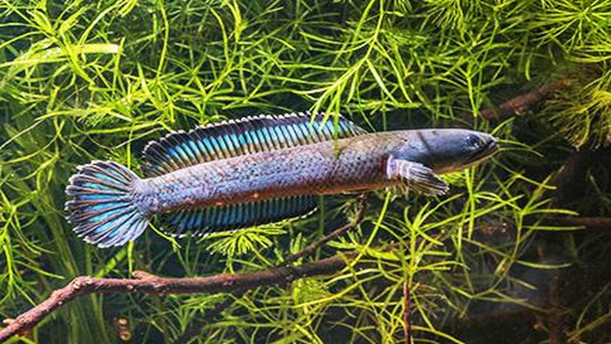 Shining a spotlight on native fish species - The Hindu