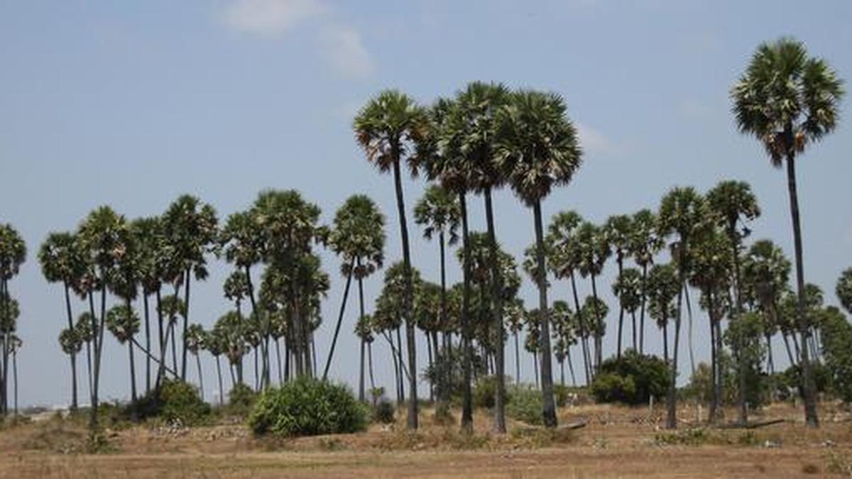 A tree that will have you eating out of its palm - The Hindu