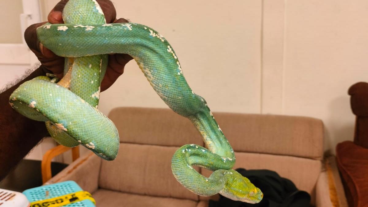 Chennai Customs seize 22 exotic wildlife species from passenger at ...