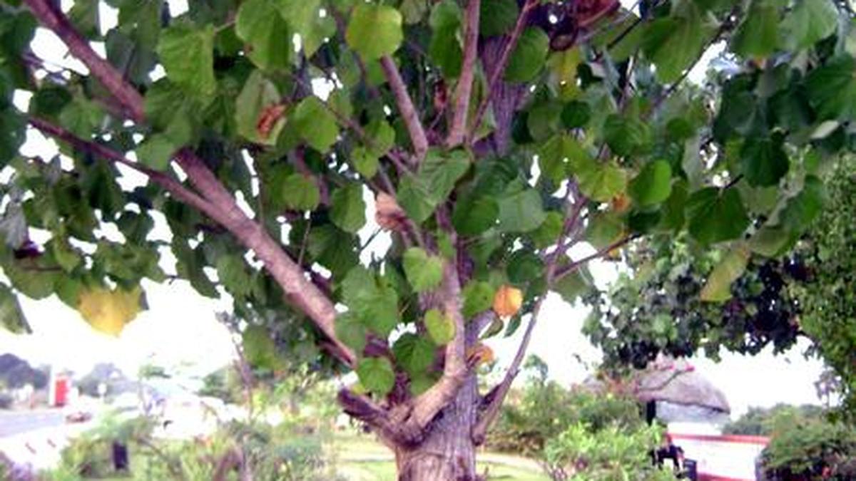 Chennai residents, here is a steep but exciting target for the 2020s ...