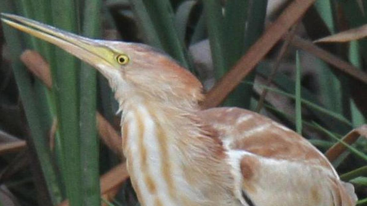 When a yellow bittern posed for the camera - The Hindu