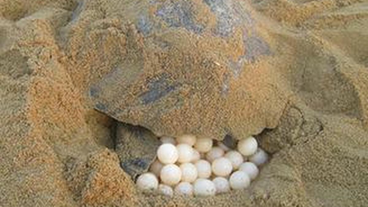 Now, an app to help in olive ridley turtles’ conservation - The Hindu