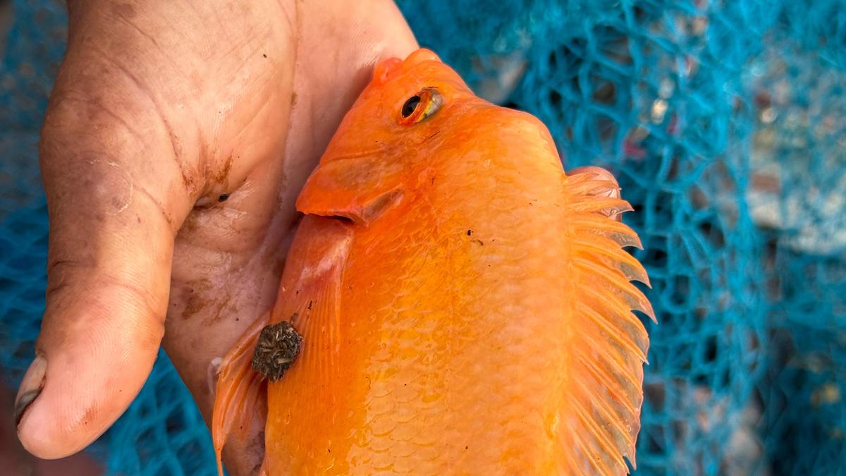 Invasive fish species affecting natives in Korattur lake - The Hindu