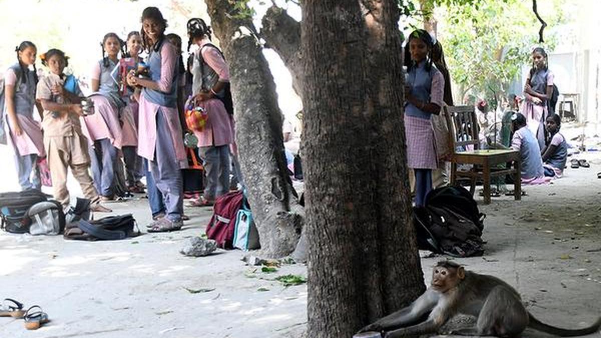 Monkeys run riot at Tiruttani school - The Hindu