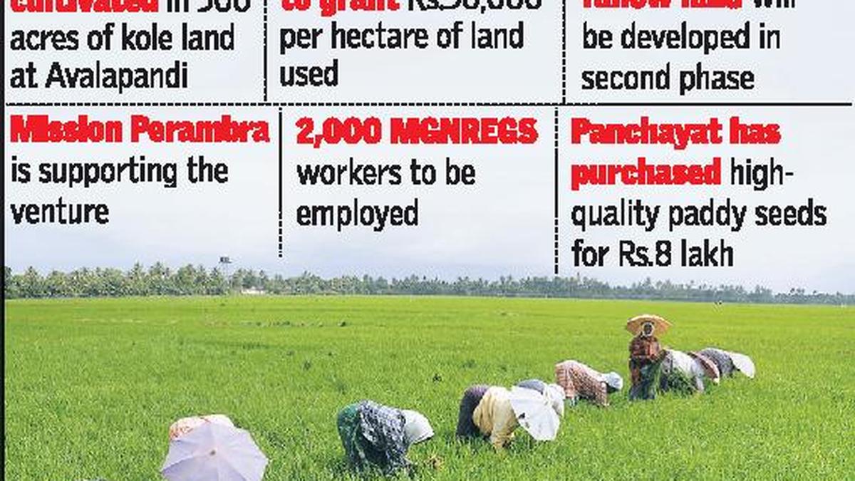 Reviving farming in fallow land: Cheruvannur shows the way - The Hindu