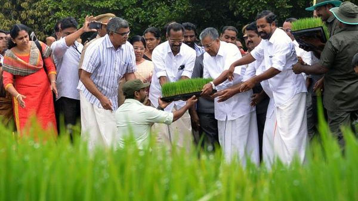 Govt. to boost paddy farming: CM - The Hindu