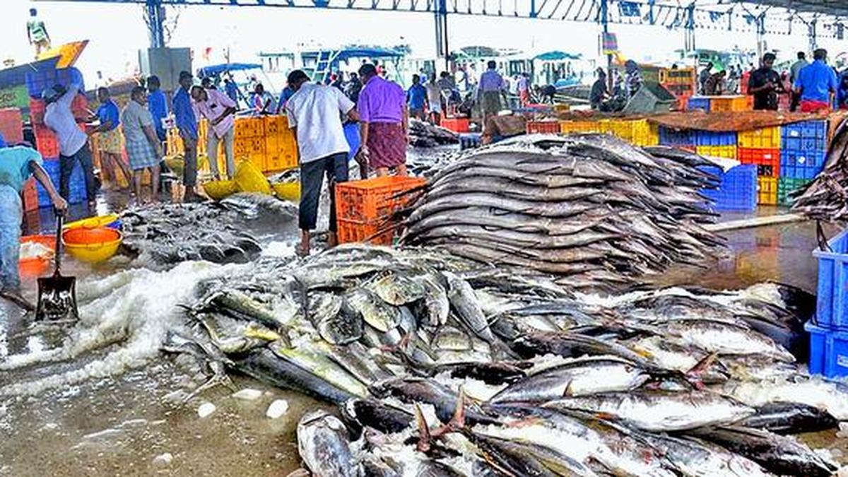 Meet on Thoppumpady harbour upgrade soon - The Hindu